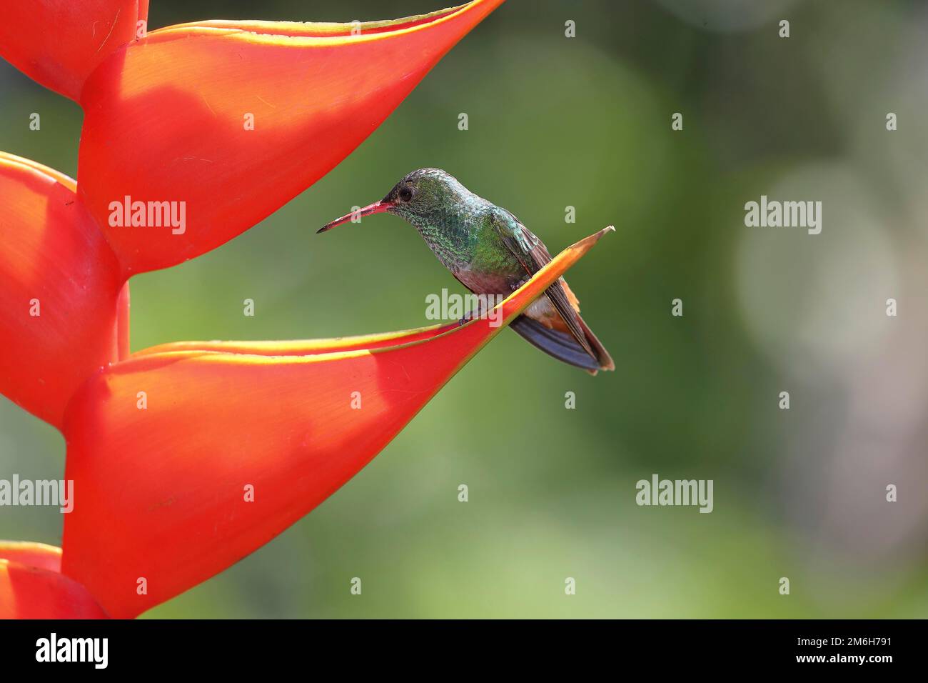 Rufous-tailed hummingbird (Amazilia tzacatl) on scarlet lobster-claw ...
