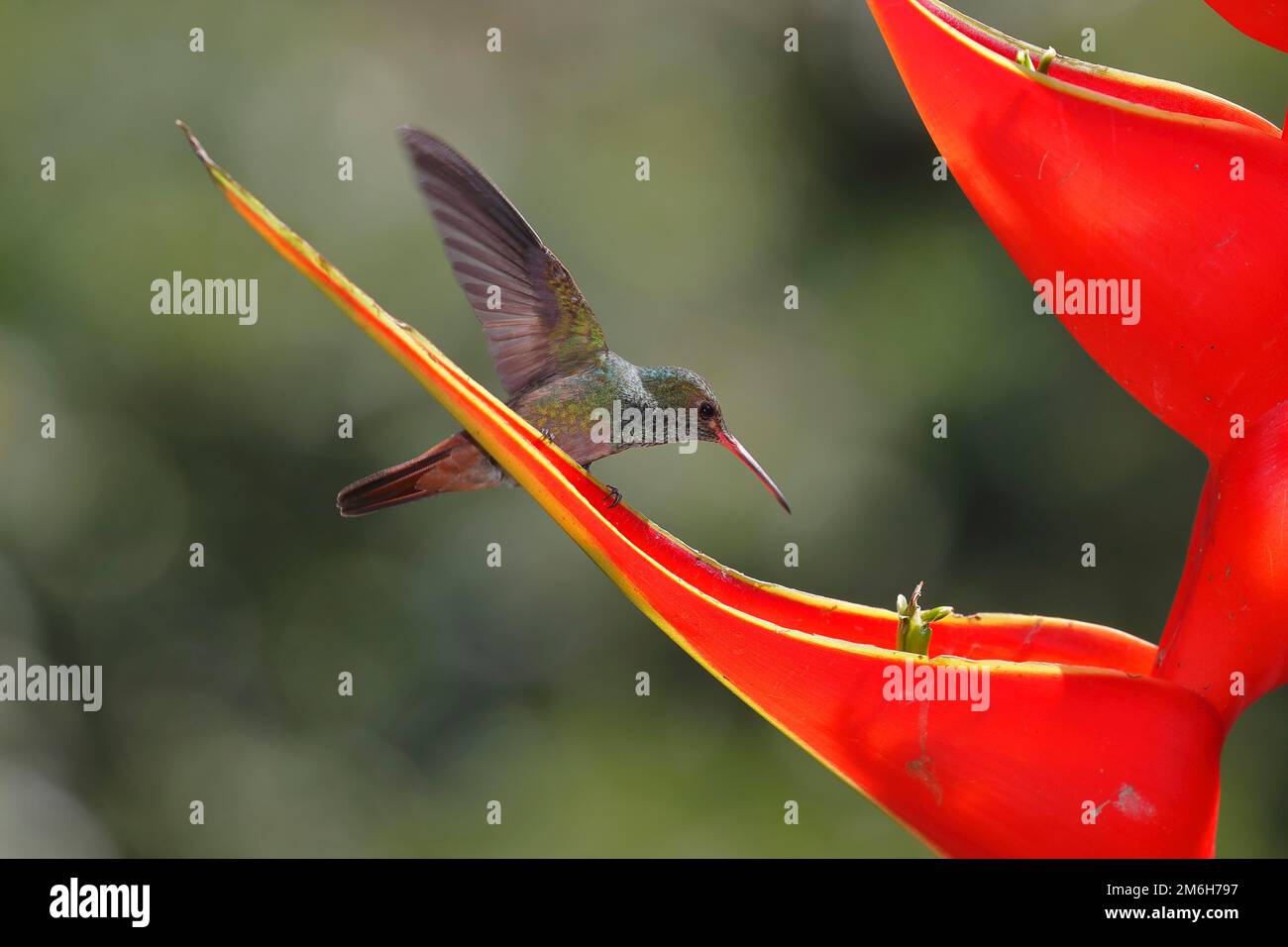 Rufous-tailed hummingbird (Amazilia tzacatl) on scarlet lobster-claw ...