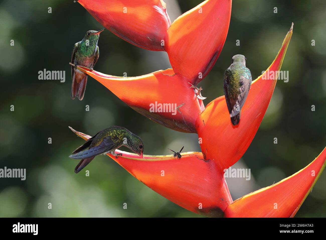3 rufous-tailed hummingbird (Amazilia tzacatl) on scarlet lobster-claw ...