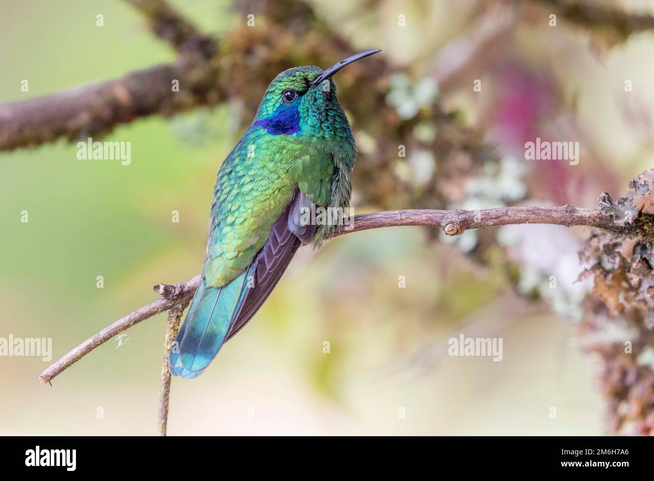 Mexican violetear (Colibri thalassinus), lives in the highlands ...