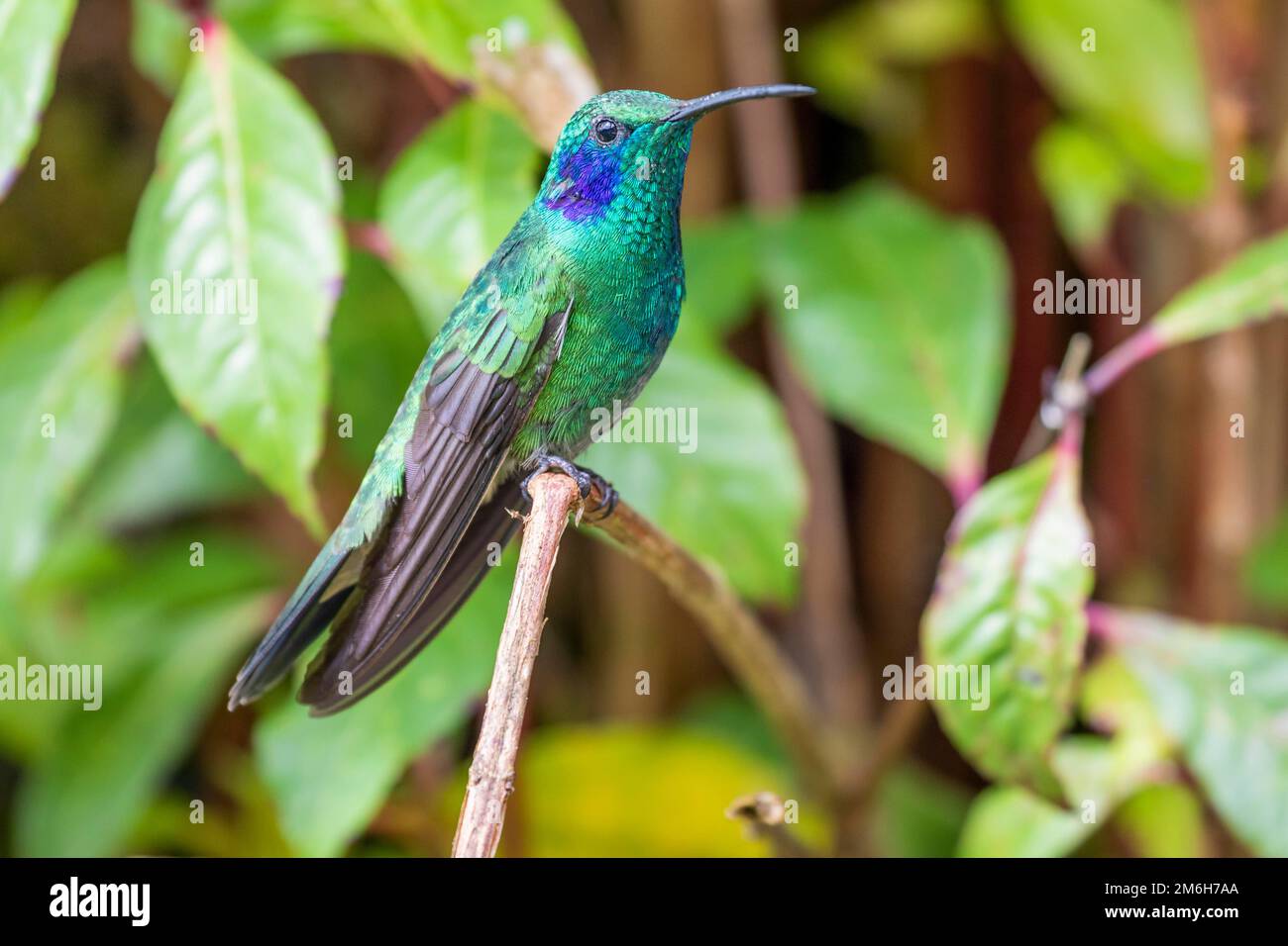 Mexican violetear (Colibri thalassinus), lives in the highlands ...
