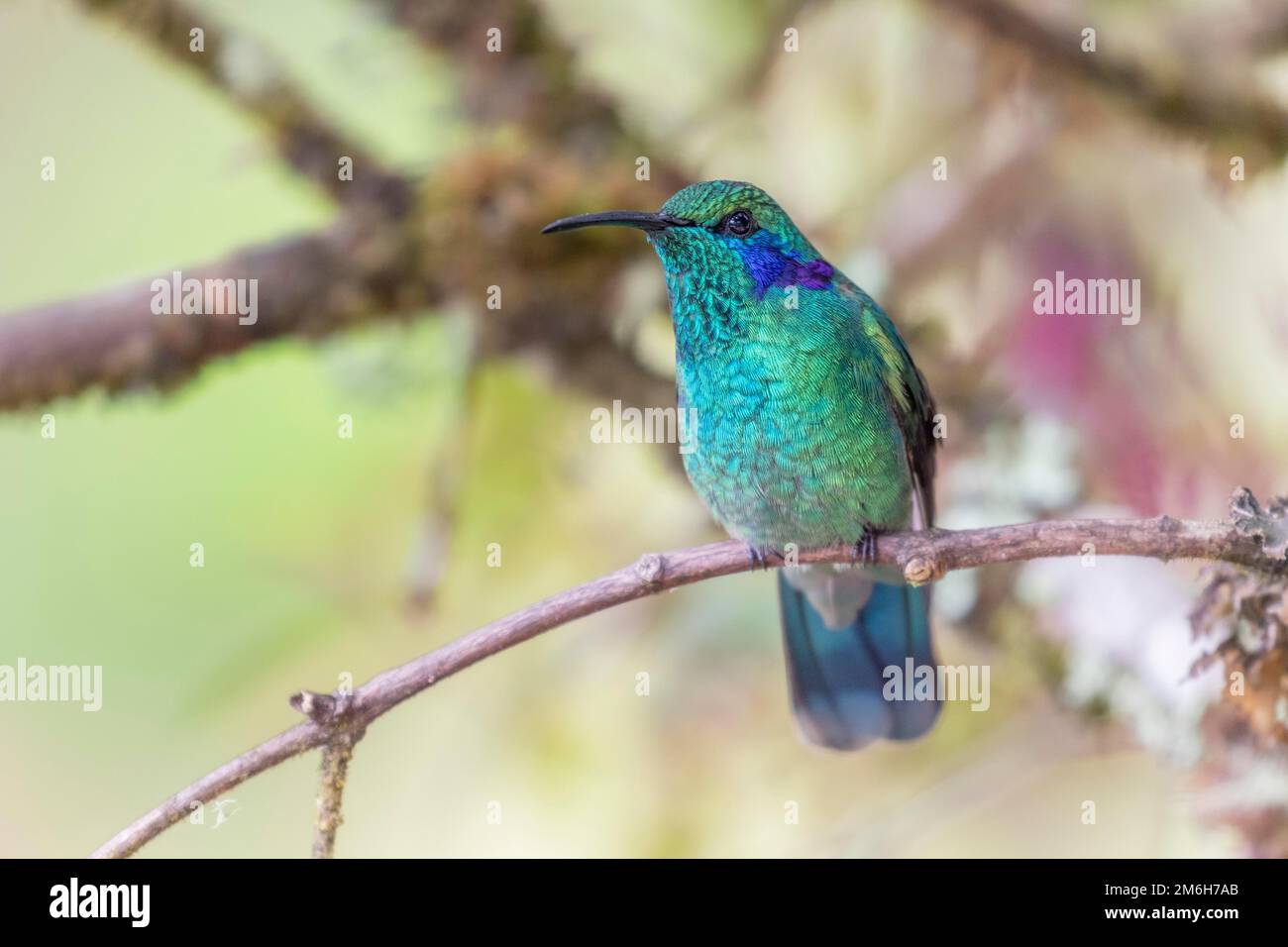 Mexican violetear (Colibri thalassinus), lives in the highlands ...