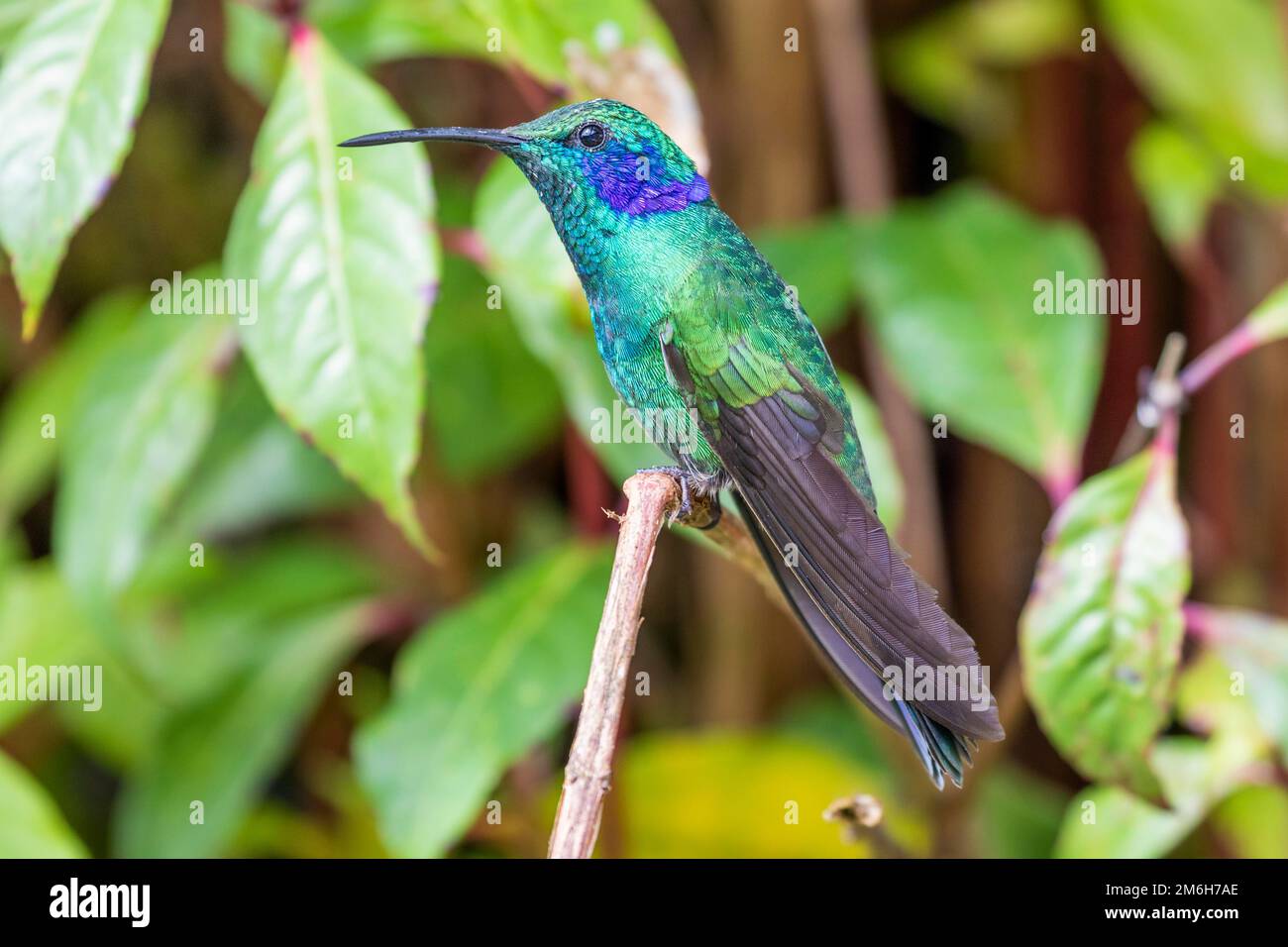 Mexican violetear (Colibri thalassinus), lives in the highlands ...