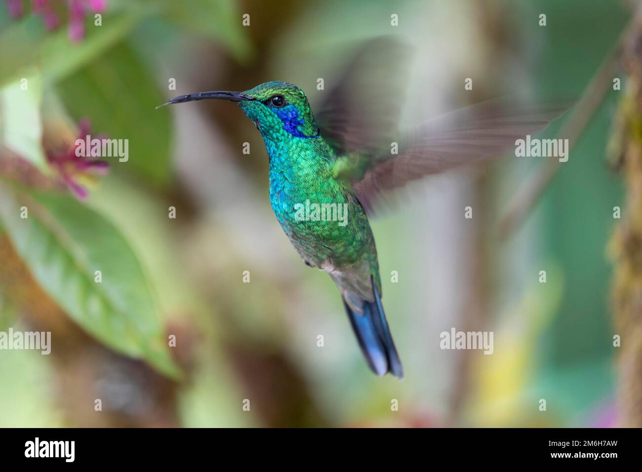 Mexican violetear (Colibri thalassinus), stands in the air, lives in ...