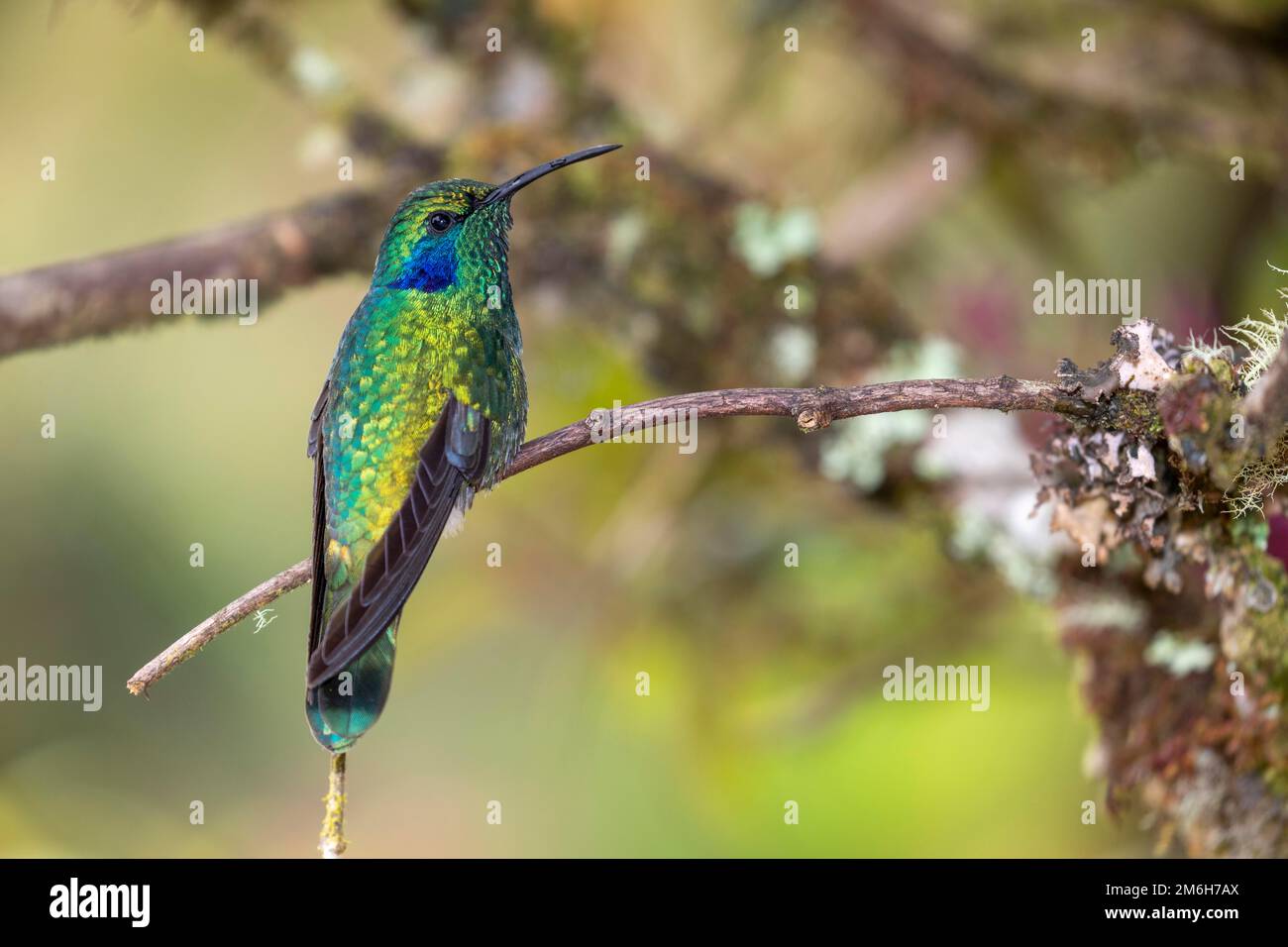 Mexican violetear (Colibri thalassinus), lives in the highlands ...