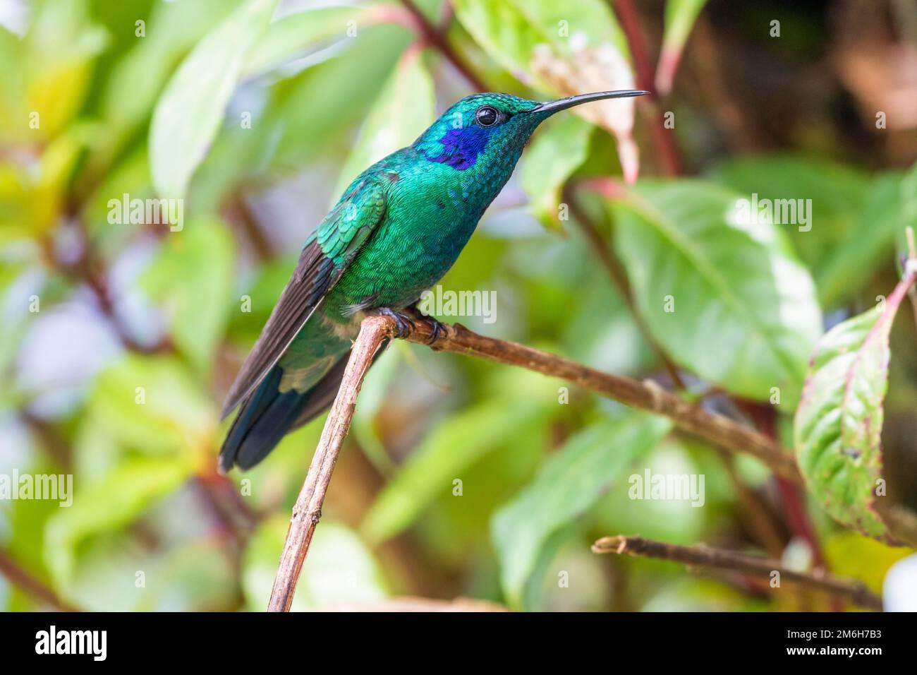 Mexican violetear (Colibri thalassinus), lives in the highlands ...