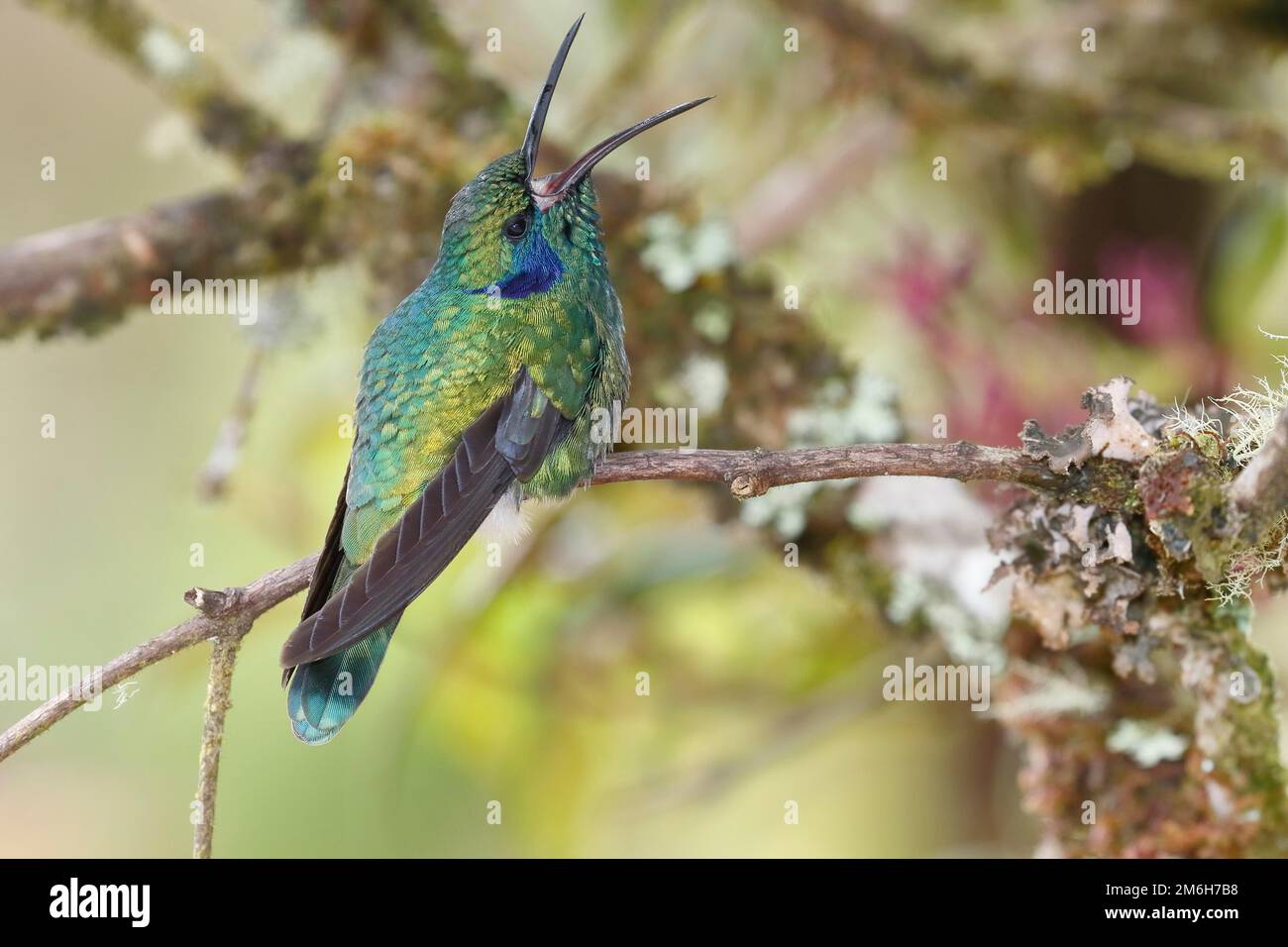 Mexican violetear (Colibri thalassinus), with open beak, lives in the ...