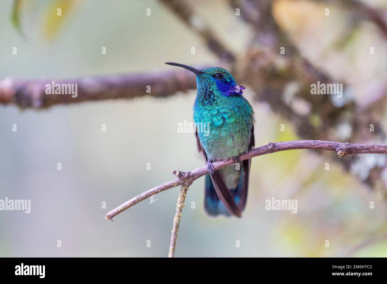 Mexican violetear (Colibri thalassinus), with splayed purple feathers ...