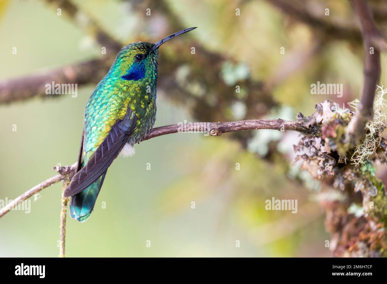 Mexican violetear (Colibri thalassinus), lives in the highlands ...