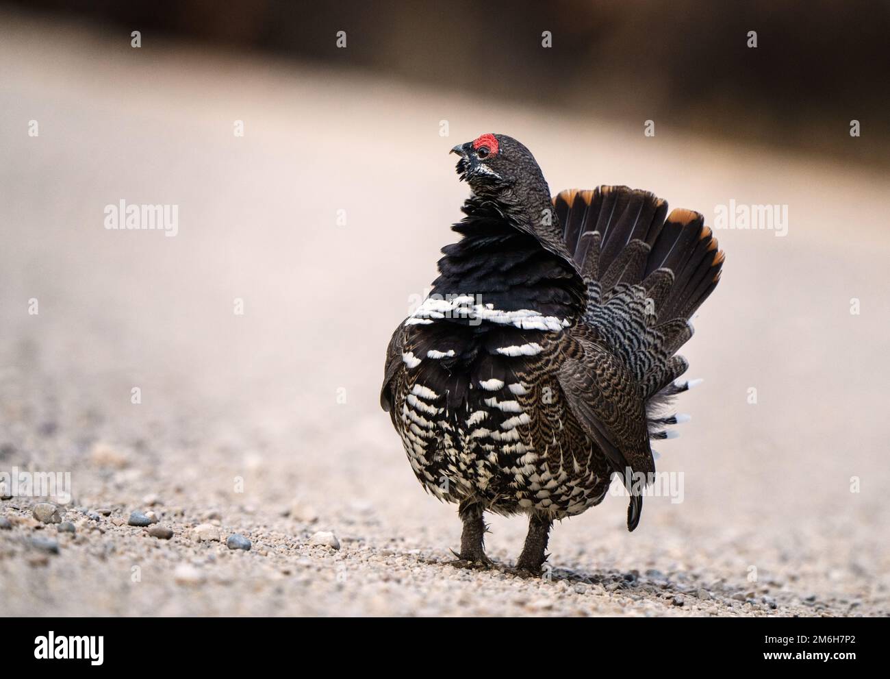 Ruffed bird hi-res stock photography and images - Alamy