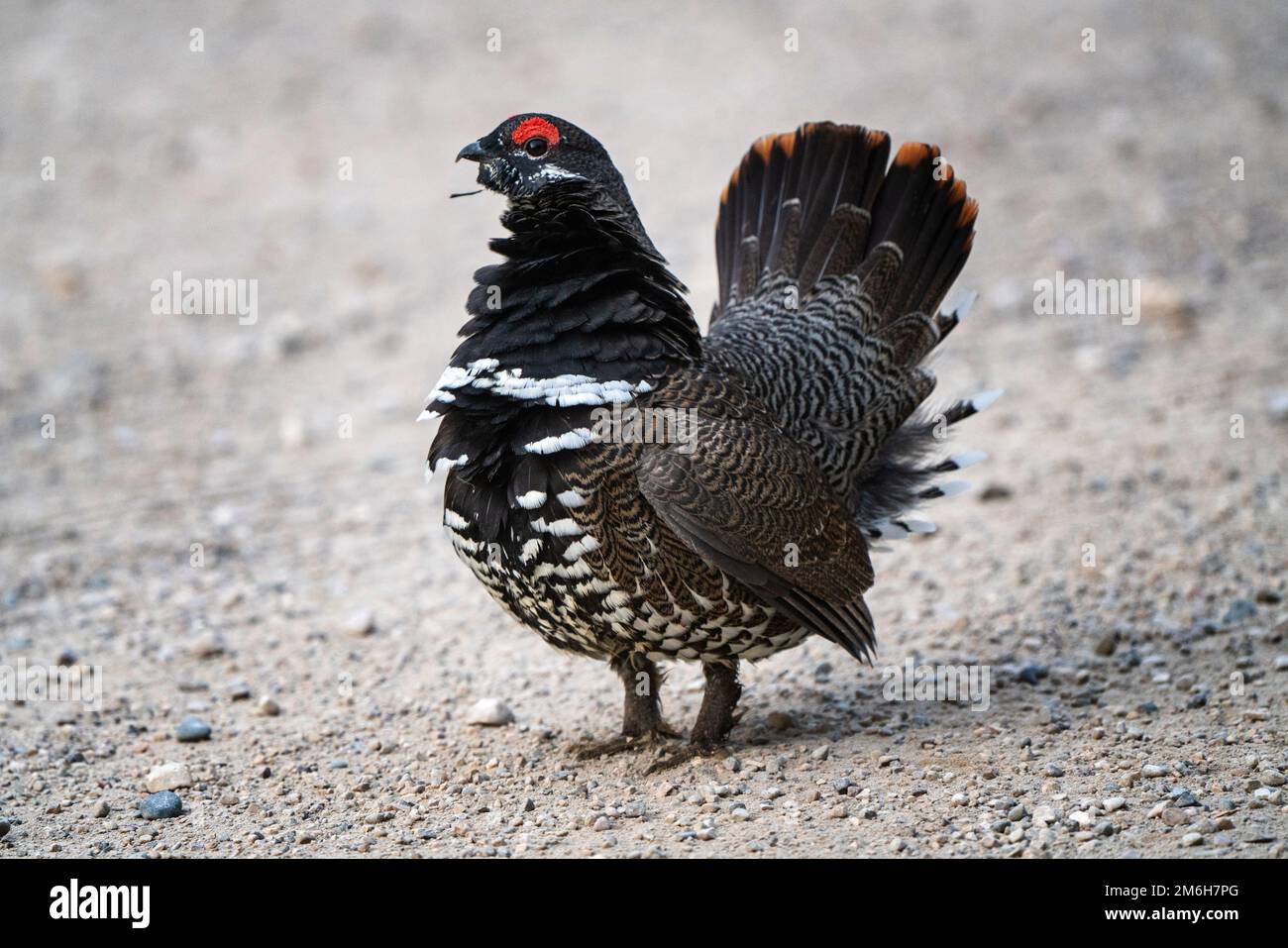 Ruffed Grouse Manitoba Stock Photo - Alamy