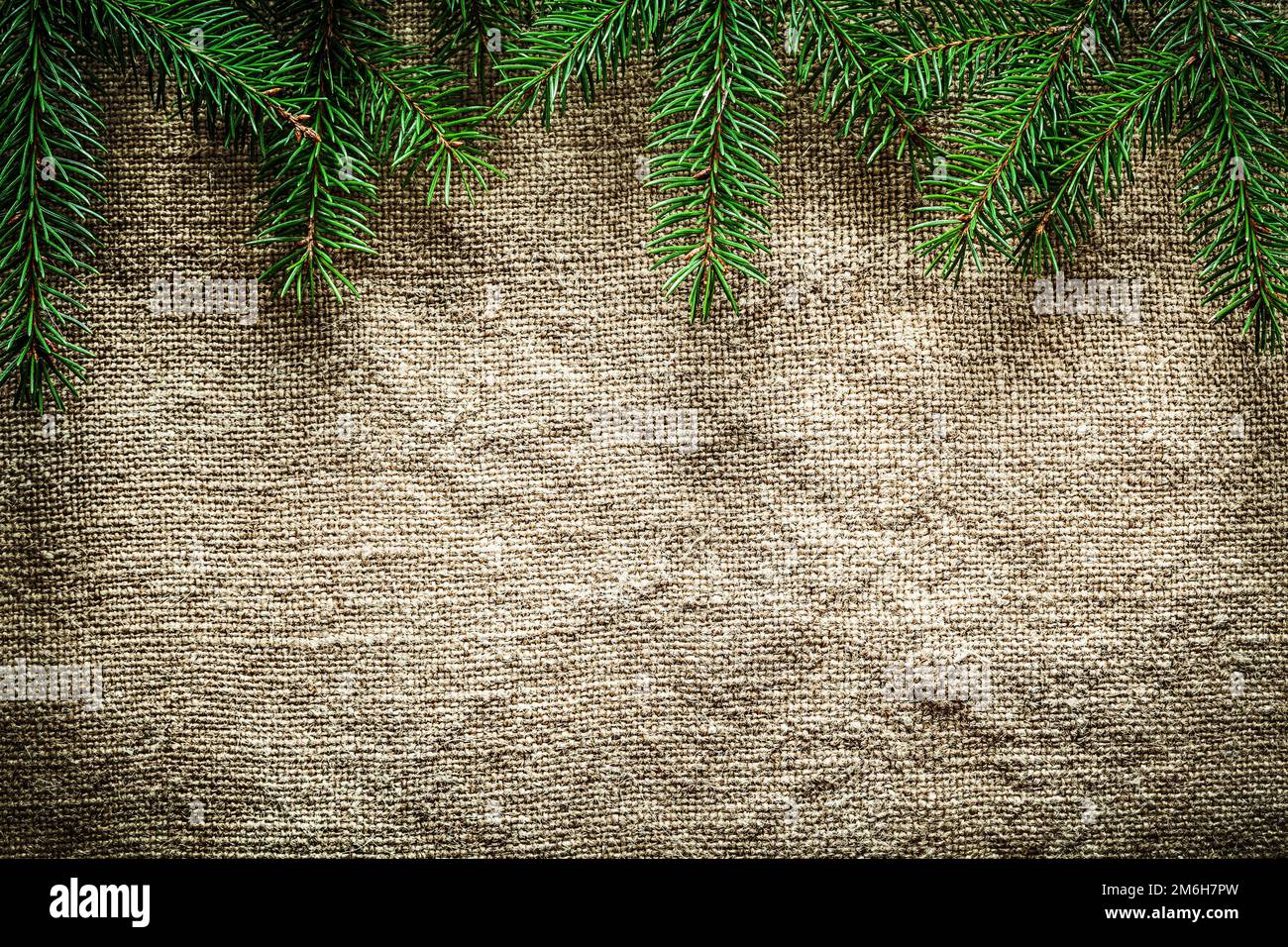 Pine tree branches on sacking background Stock Photo - Alamy