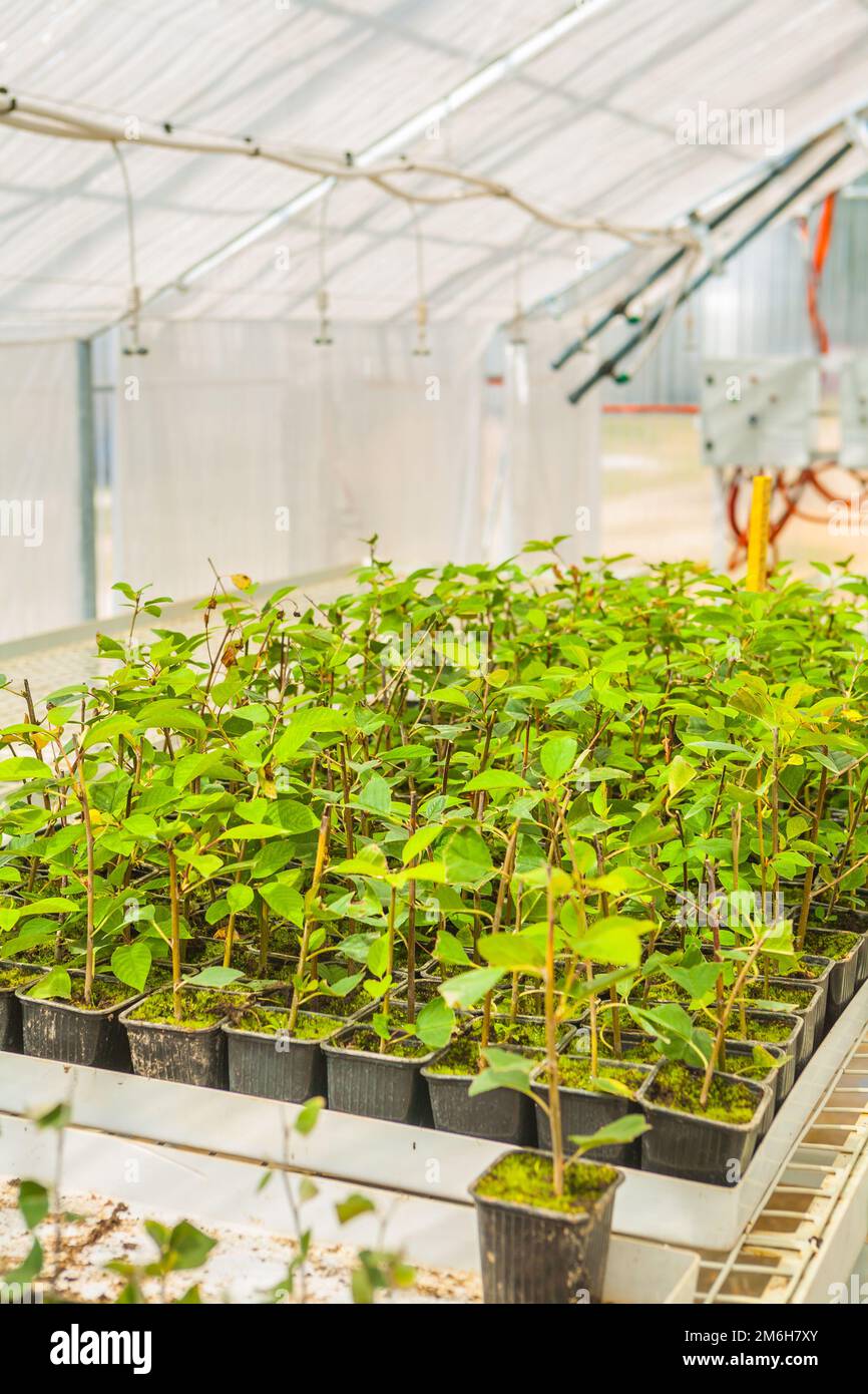 plum tree seedlings in greenhouse Stock Photo - Alamy