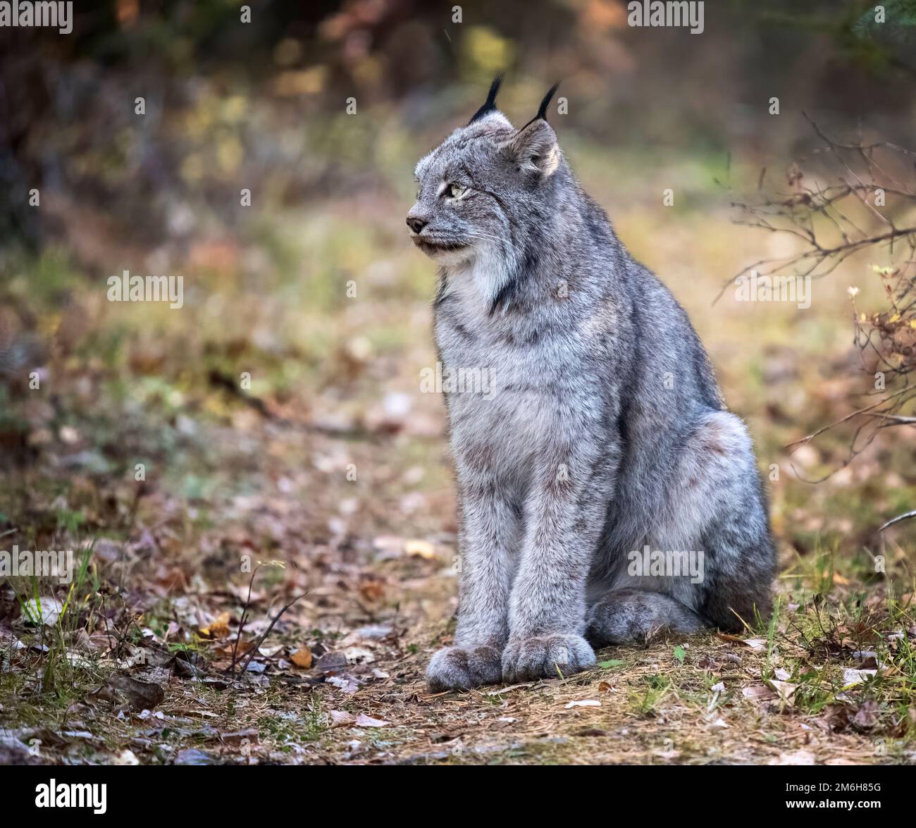 Canada lynx paws hi-res stock photography and images - Alamy