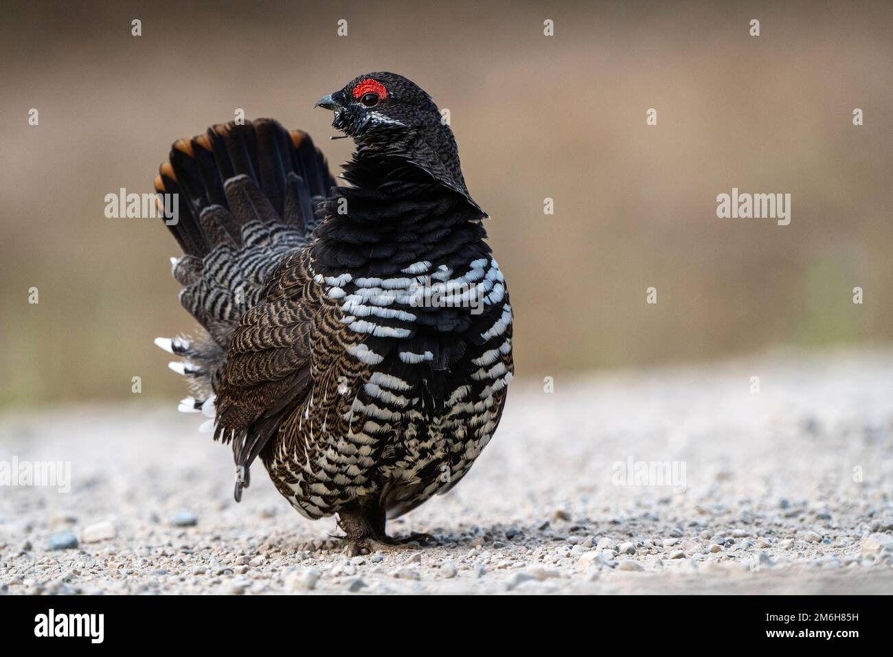 Walking grouse hi-res stock photography and images - Alamy