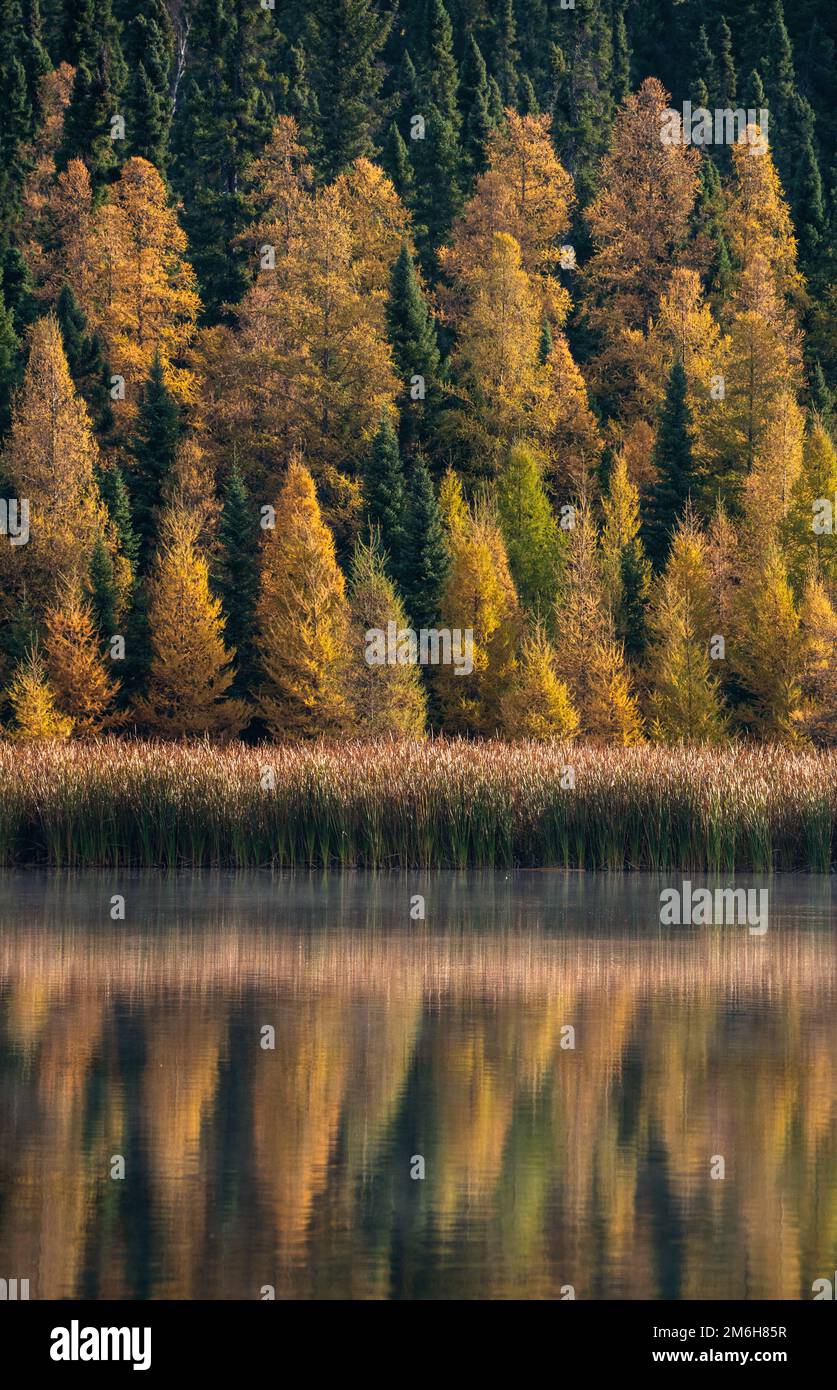 Colourful woodland scene hi-res stock photography and images - Alamy