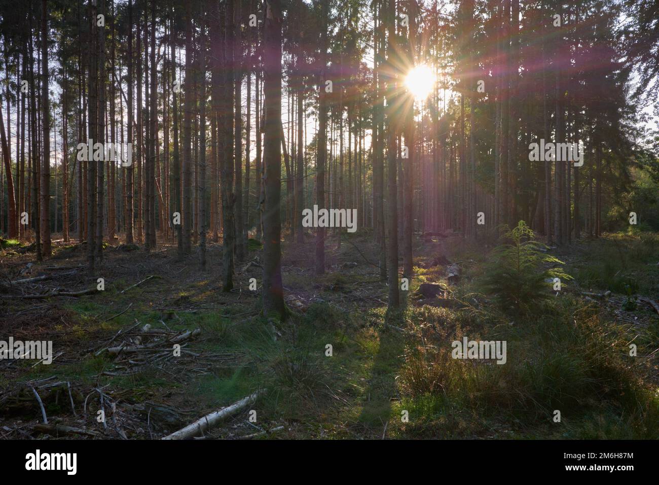 Sun sets behind trees in the Veluwe forest Stock Photo - Alamy