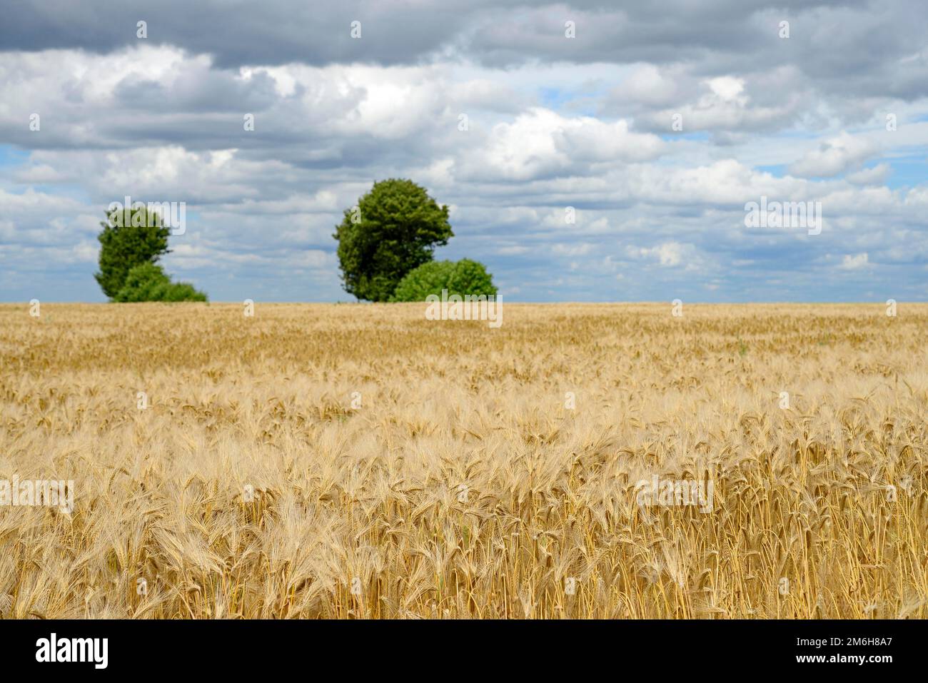 Grain field, barley (Hordeum vulgare), trees and bushes at the edge of ...