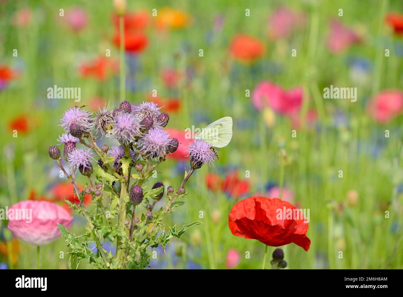 Flowering strip, creeping thistle (Cirsium arvense) in the flowering ...