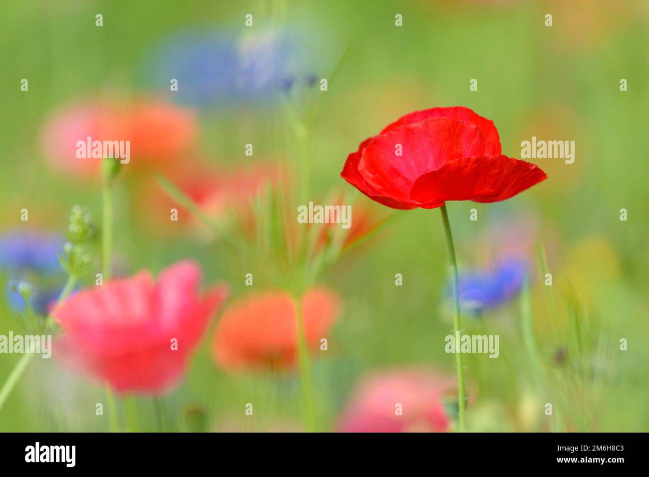 Flowering strip, flowering area with poppy flowers (Papaver rhoeas) and ...
