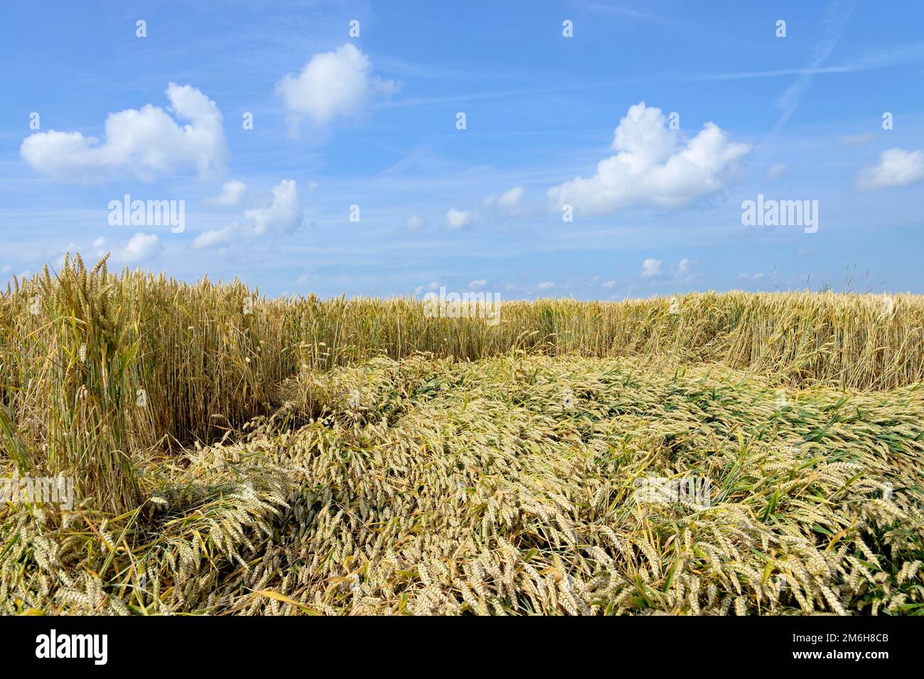 Crop failure hi-res stock photography and images - Alamy