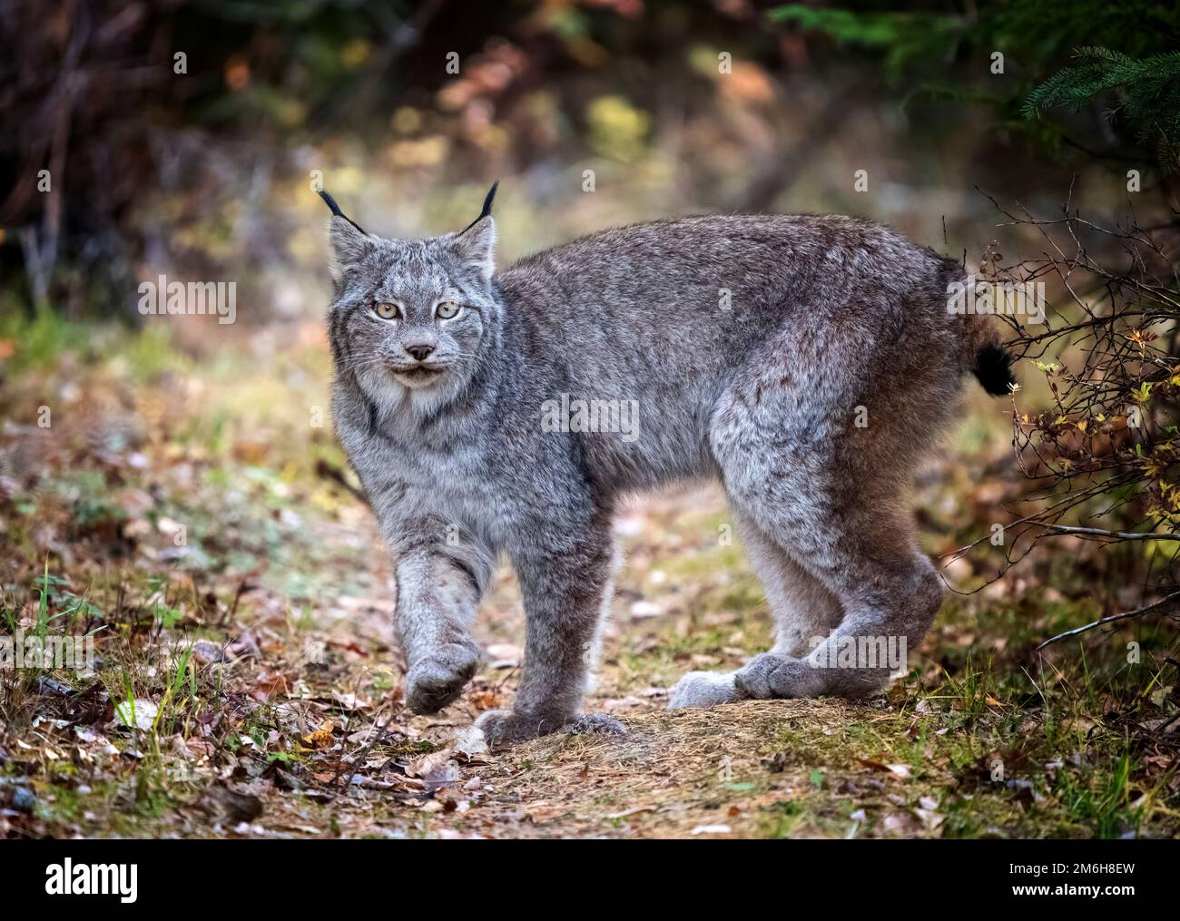 Strong wild nature hi-res stock photography and images - Alamy