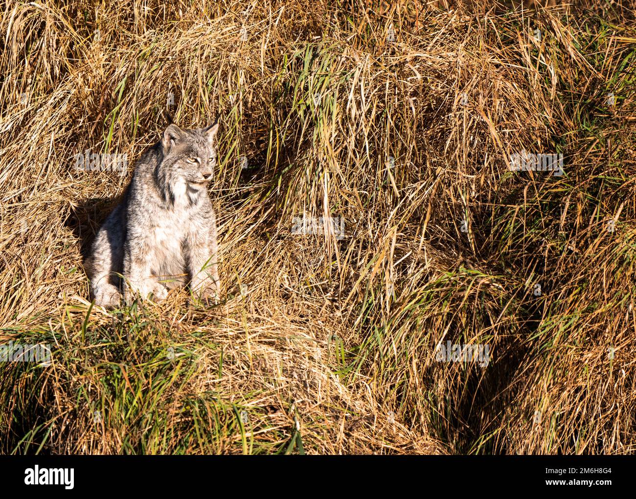 Wild lynx canadensis hi-res stock photography and images - Alamy