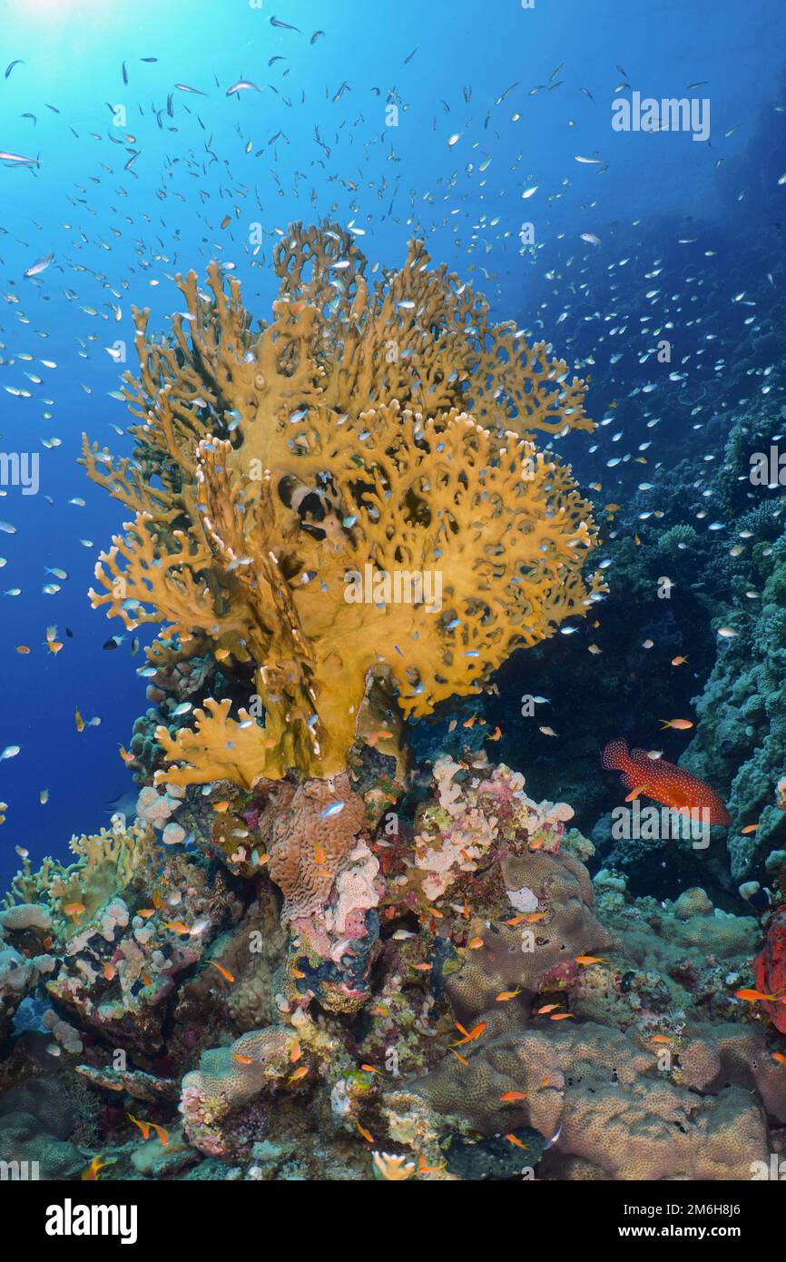 Net fire coral (Millepora dichotoma) and jewel grouper (Cephalopholis ...