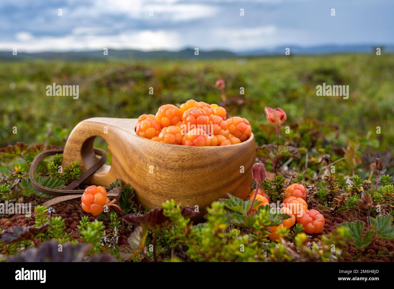 Cloudberries (Rubus chamaemorus) in a wooden cup, Finnmark, Lapland ...
