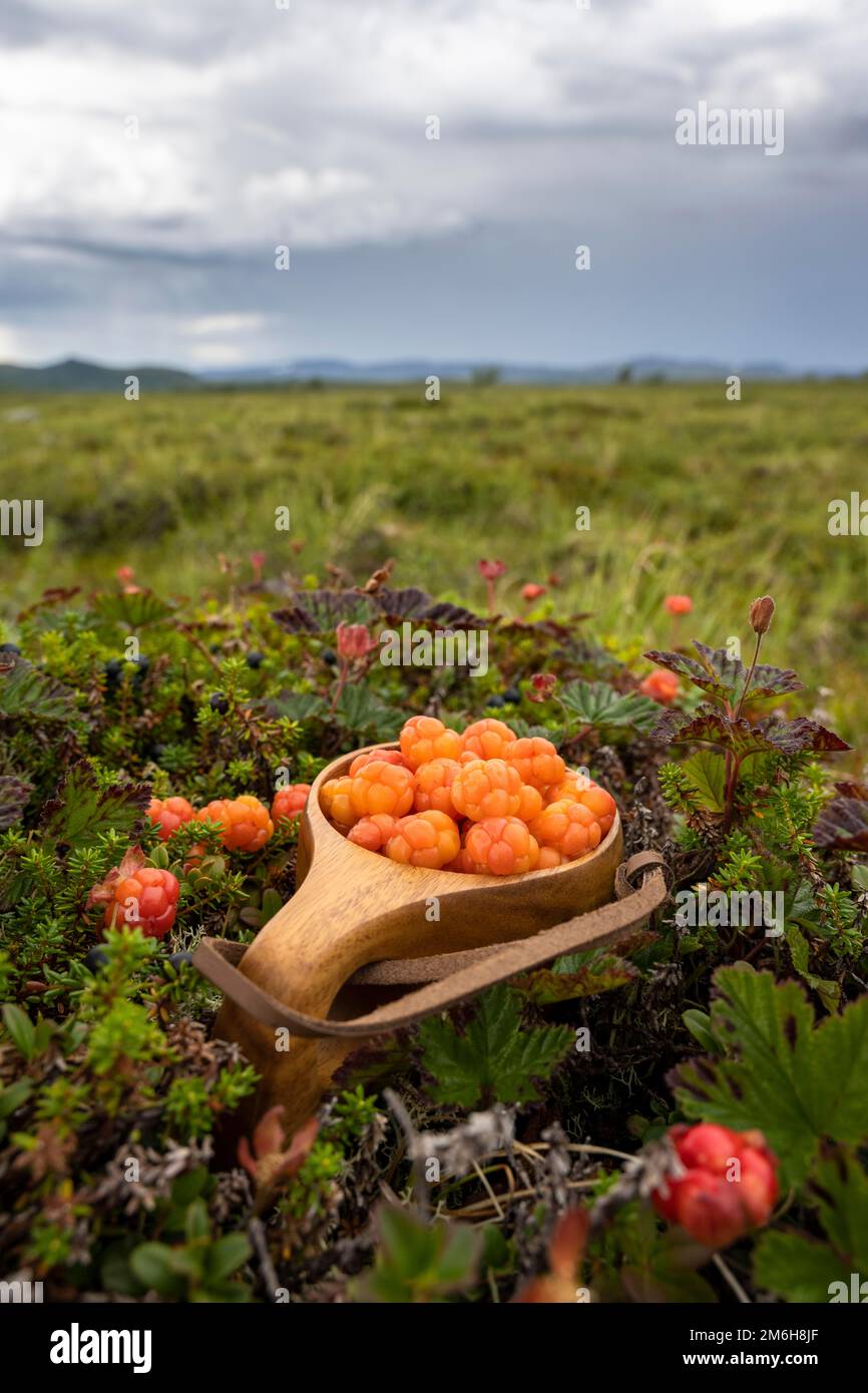 Cloudberries (Rubus chamaemorus) in a wooden cup, Finnmark, Lapland ...