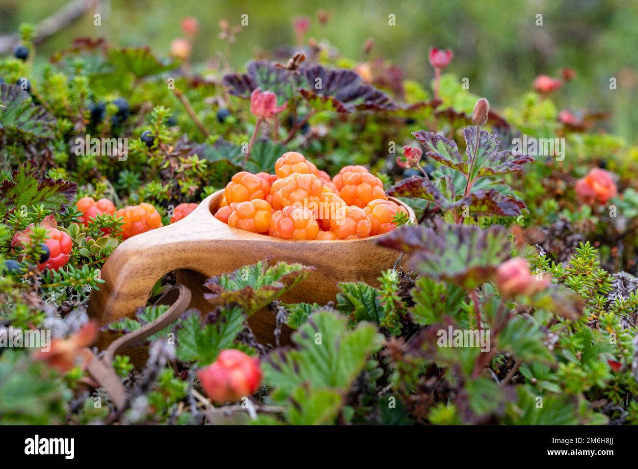 Cloudberries (Rubus chamaemorus) in a wooden cup, Finnmark, Lapland ...