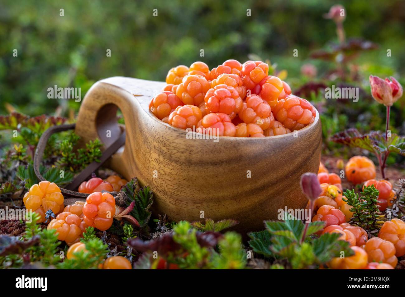 Cloudberries (Rubus chamaemorus) in a wooden cup, Finnmark, Lapland ...