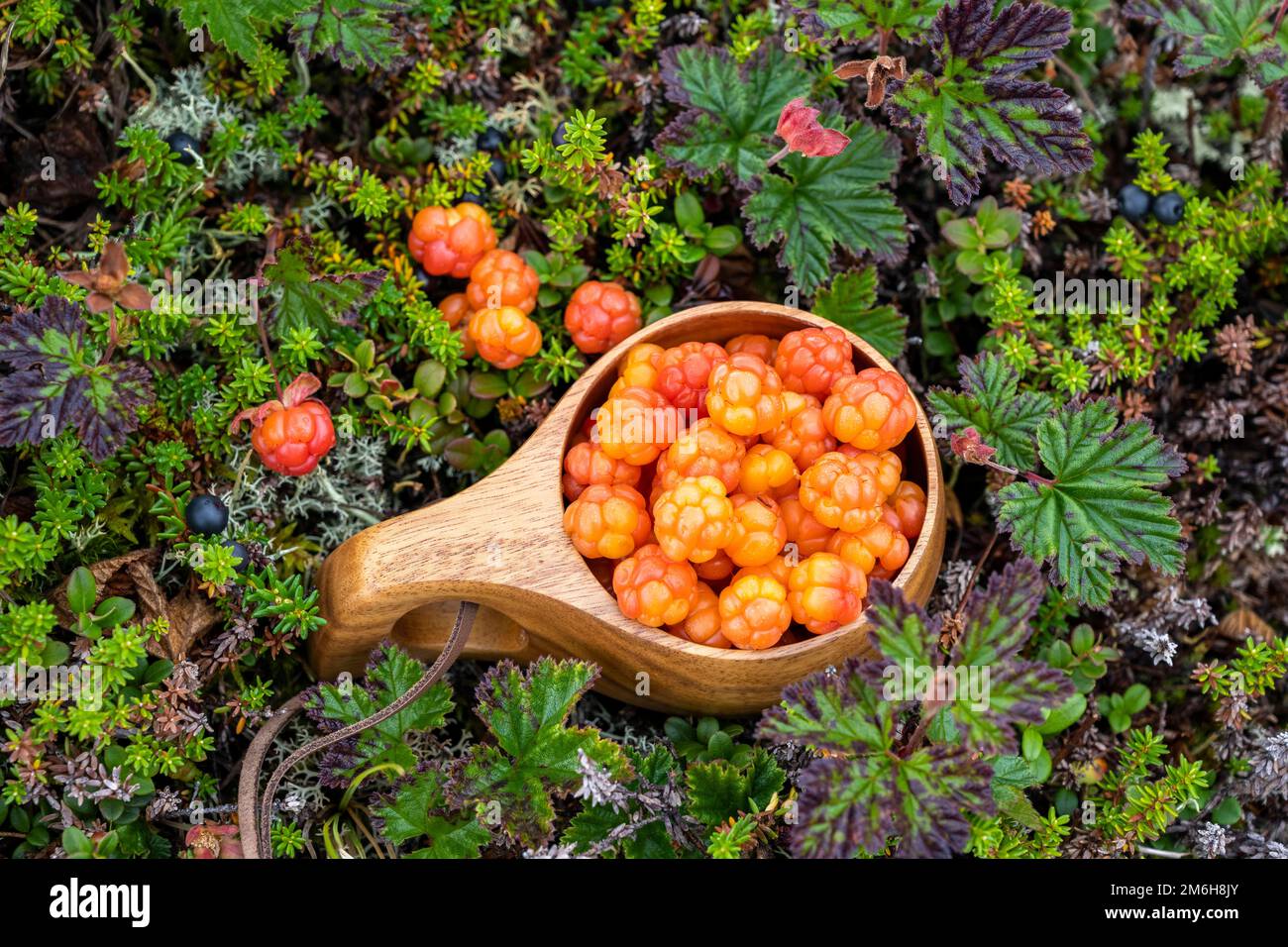 Cloudberries (Rubus chamaemorus) in a wooden cup, Finnmark, Lapland ...