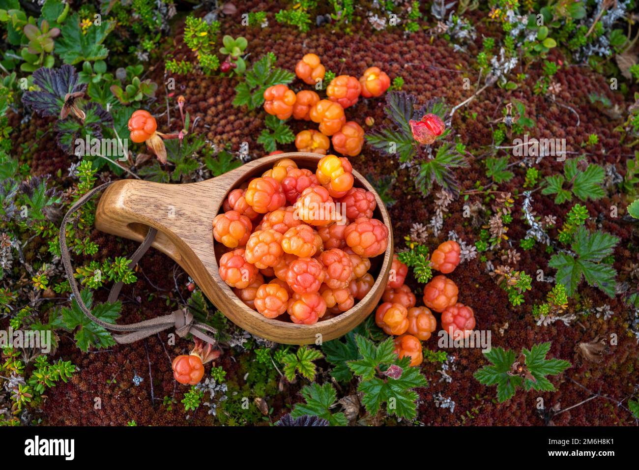 Cloudberries (Rubus chamaemorus) in a wooden cup, Finnmark, Lapland ...