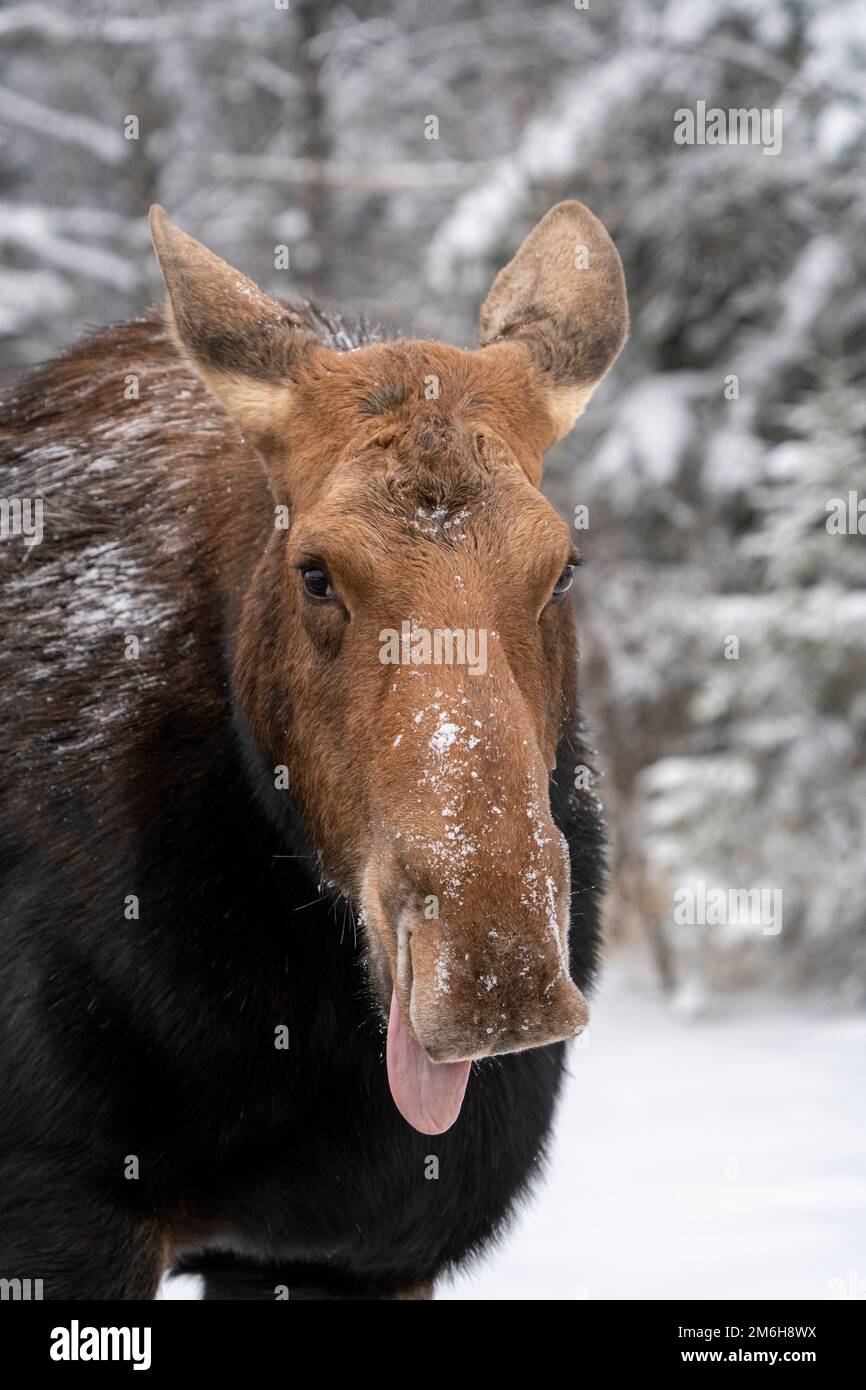 Winter Moose Manitoba Stock Photo - Alamy