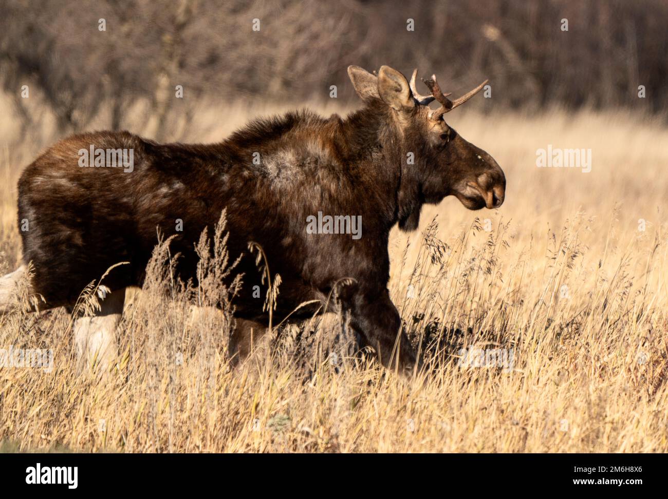 Prairie mammals hi-res stock photography and images - Alamy