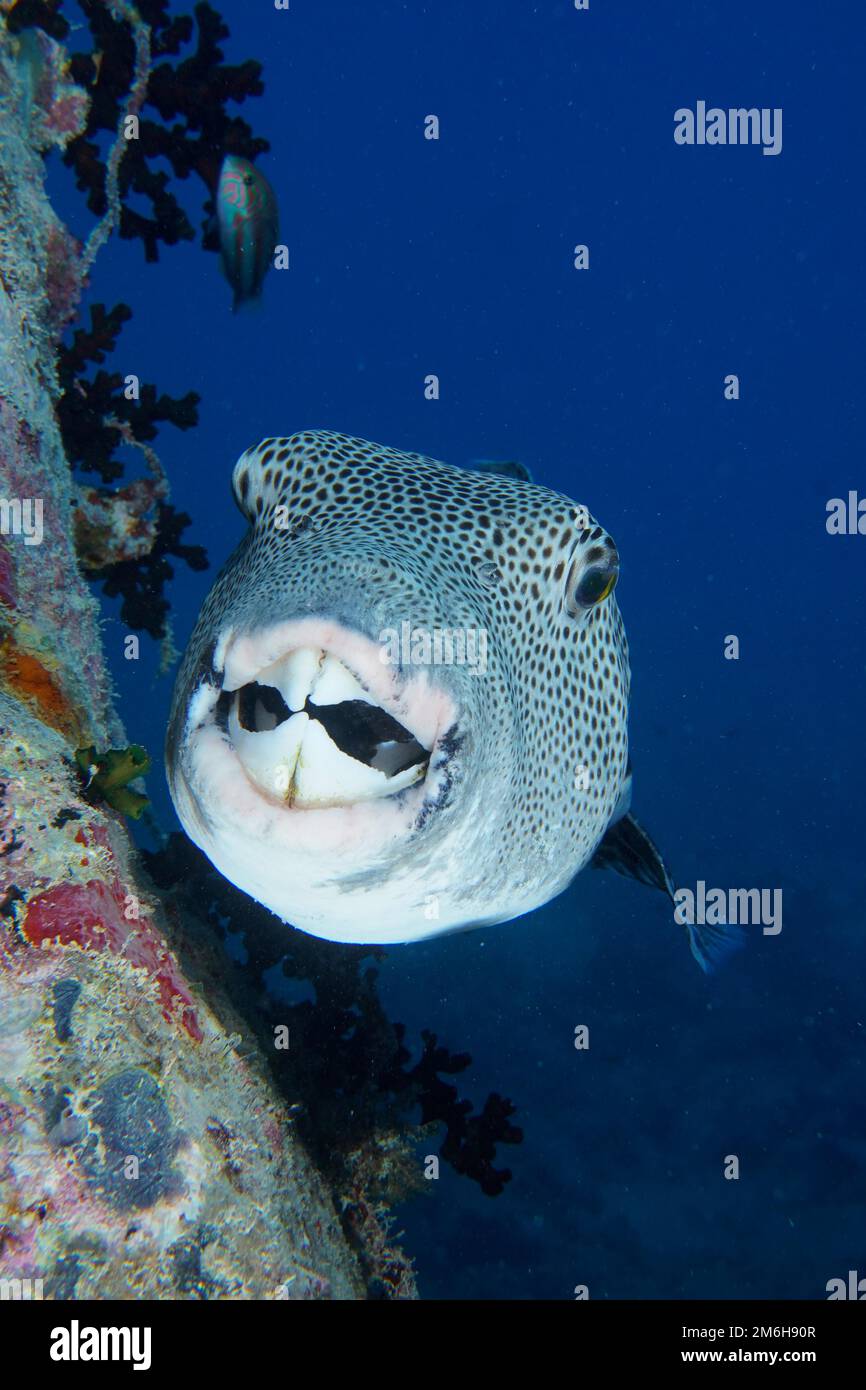 Portrait of star puffer (Arothron stellatus) . Dive site Thistlegorm ...