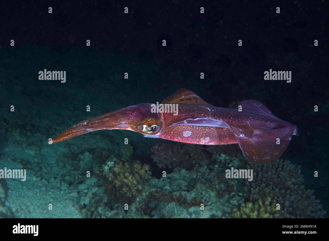 Lesson's reef squid (Sepiotheutis lessoniana) at night. Dive site Abu ...