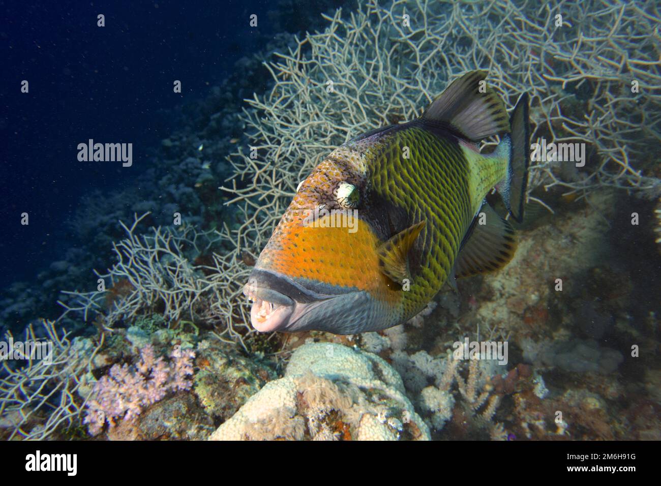 Titan triggerfish (Balistoides viridescens), Coral reef, House reef ...