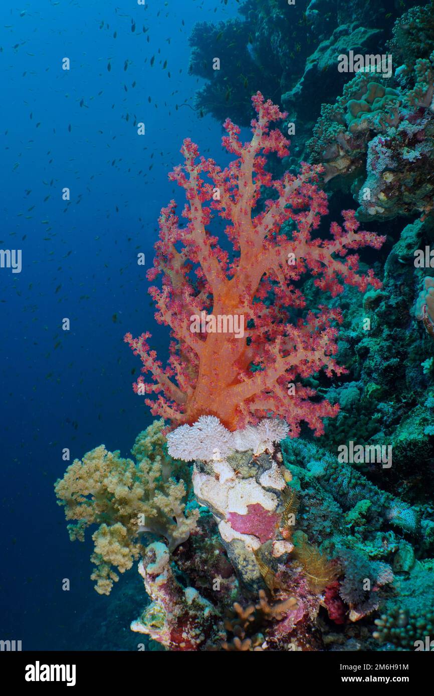 Klunzinger's klunzinger's soft coral (Dendronephthya klunzingeri ...