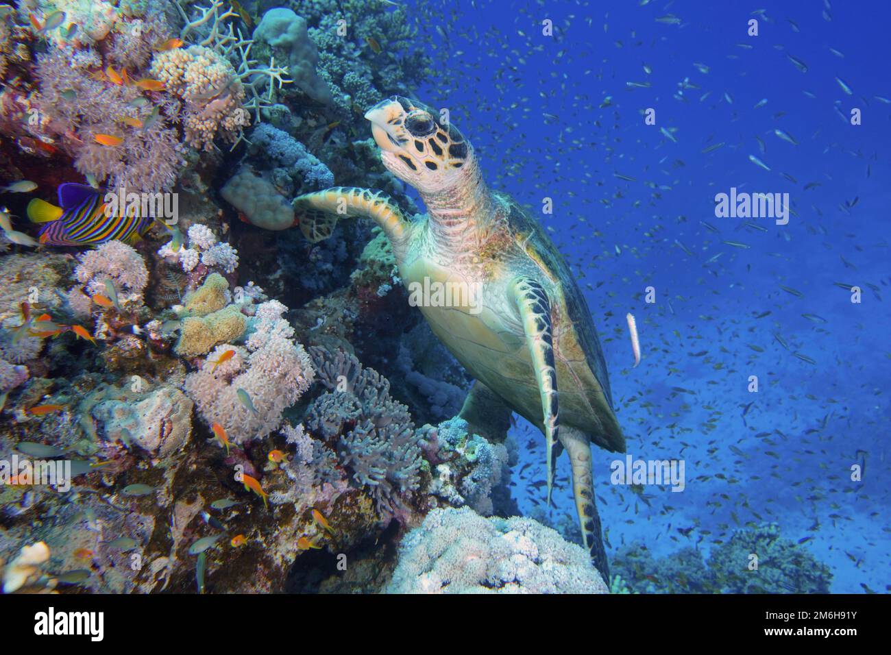 Hawksbill sea turtle (Eretmochelys imbricata), Erg Monica reef, El ...