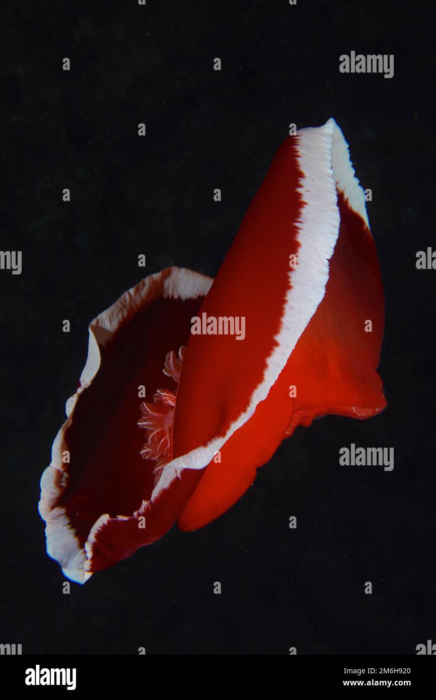 Spanish dancer (Hexabranchus sanguineus) at night. Dive site Abu Dabab ...