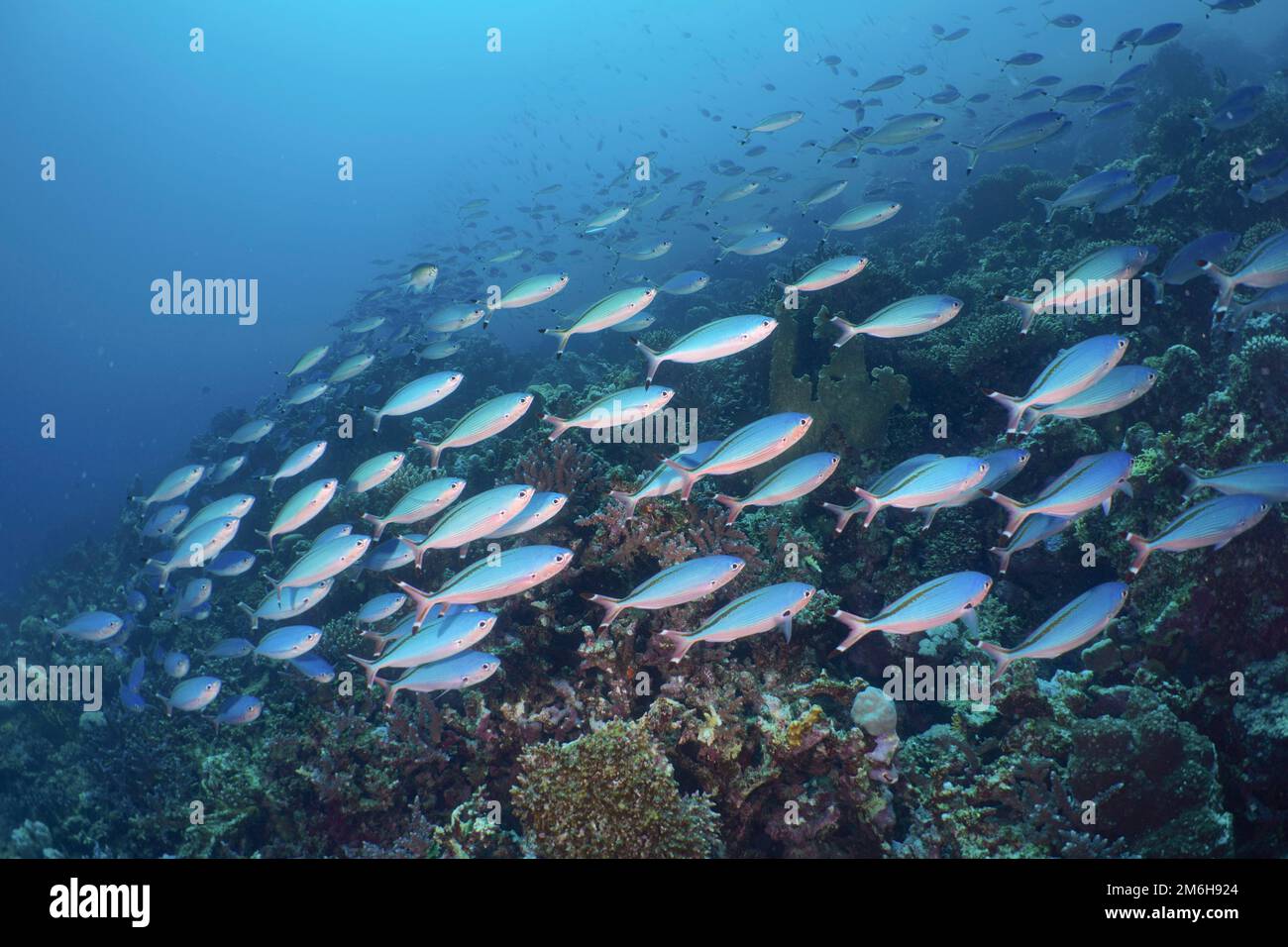 A large school of Red Sea Fusilier Fish Suez Fusilier (Caesio suevica ...