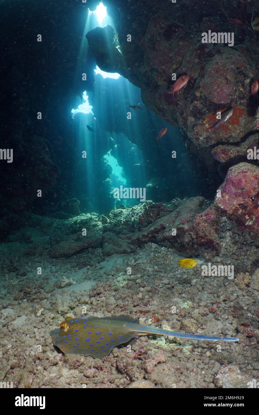 Bluespotted ribbontail ray (Taeniura lymma) in cave, sun rays, light ...