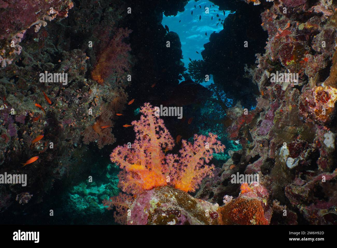 Hemprich's Tree Coral (Dendronephthya hemprichi), Dive Site Small ...