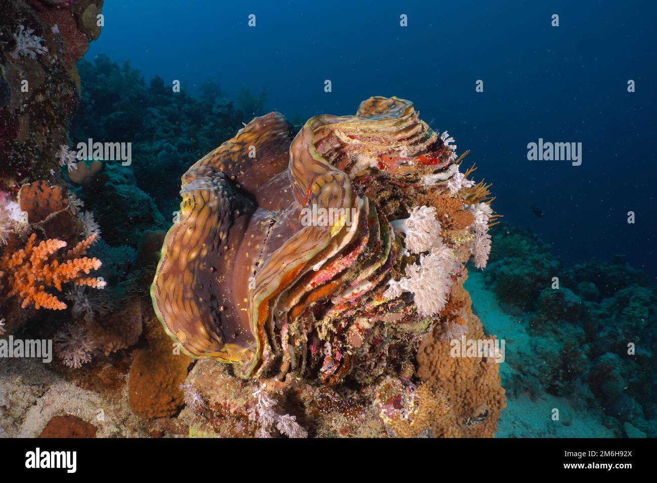 Fluted giant clam (Tridacna squamosa) . Dive site House Reef Mangrove ...