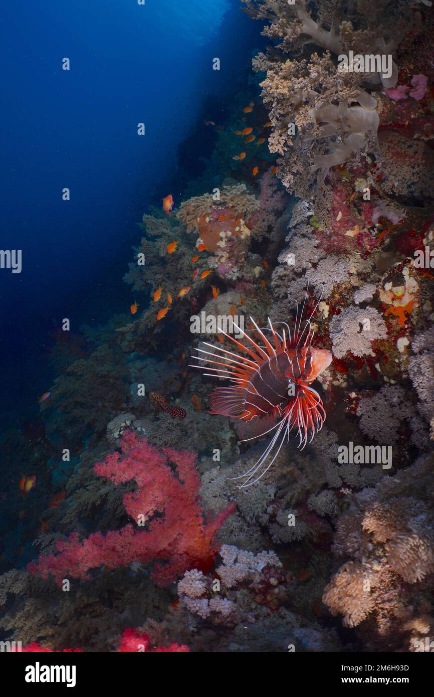Radial firefish (Pterois radiata) and shoal of sea goldie (Pseudanthias ...