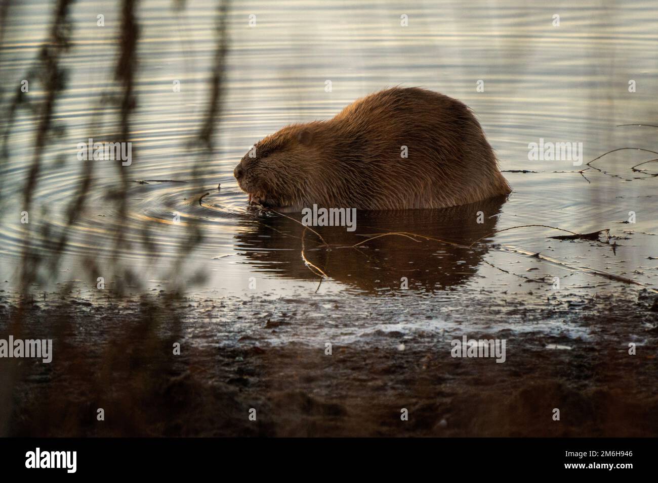 Close Up Beaver Stock Photo - Alamy