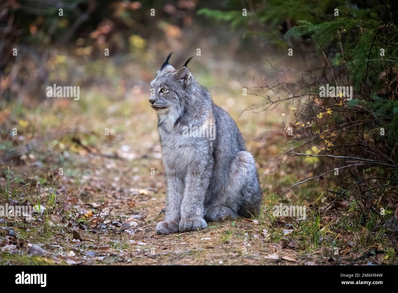 Wild Lynx Manitoba Stock Photo - Alamy