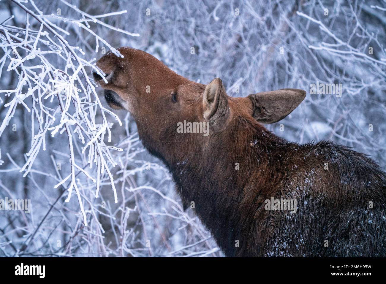 Manitoba moose game hi-res stock photography and images - Alamy